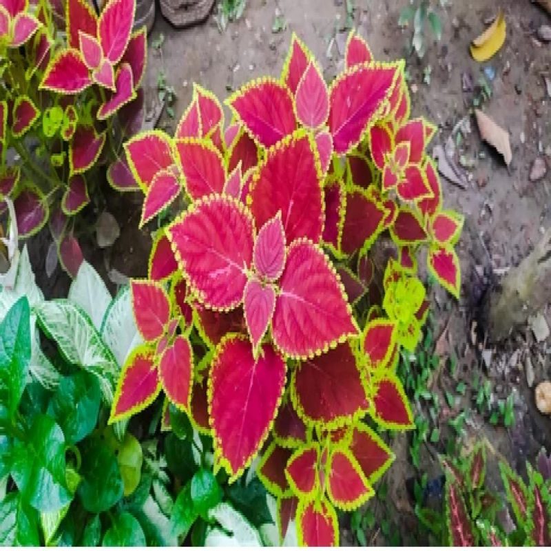 Patabahar plant – eDecor