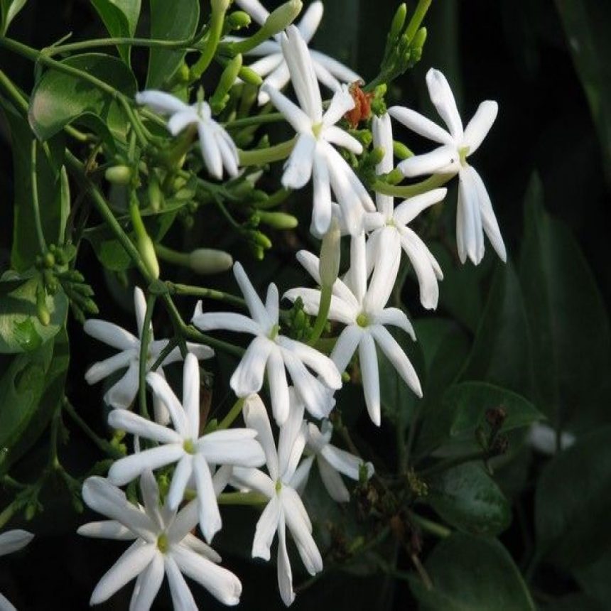 Jui flower Plant – eDecor